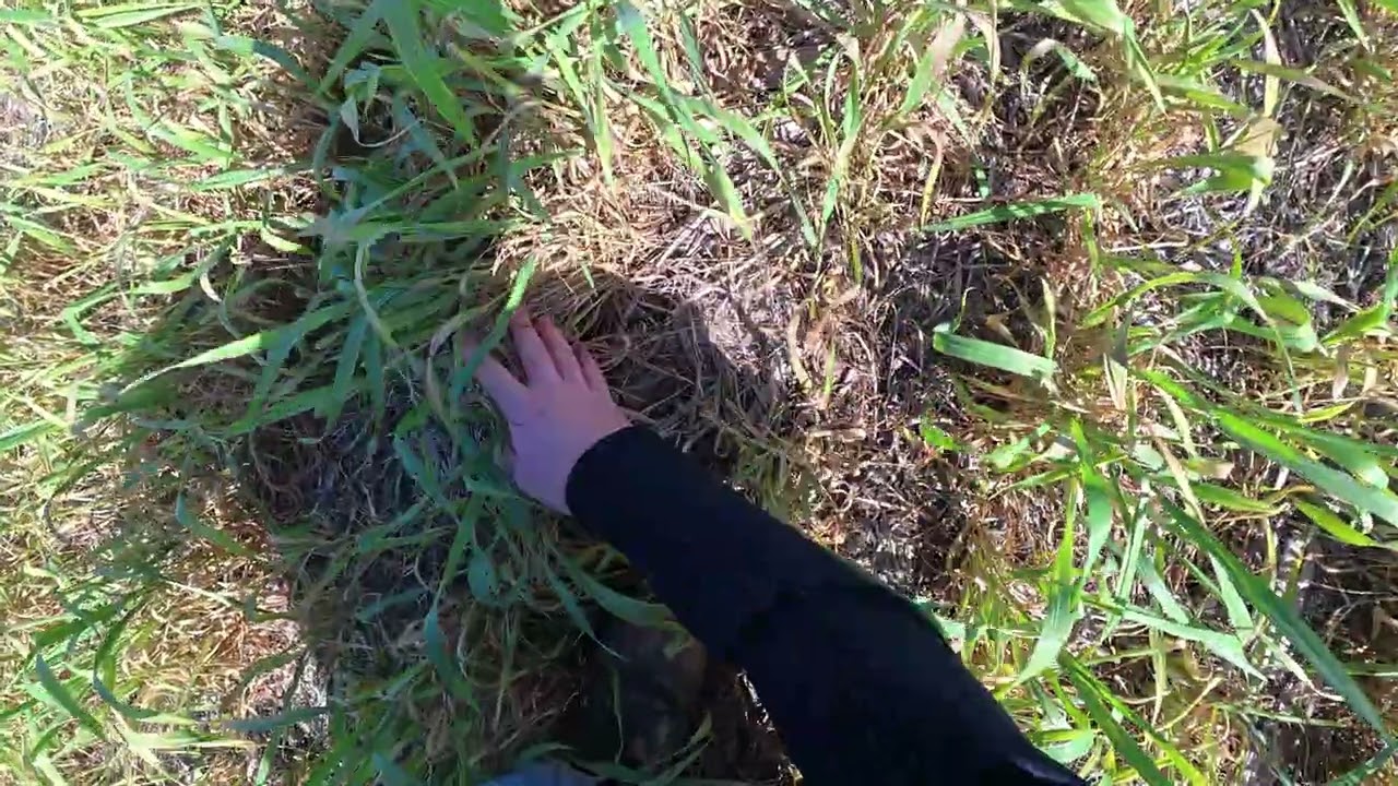 Can wheat get frostbite? - Thayer County, NE 5/4/26