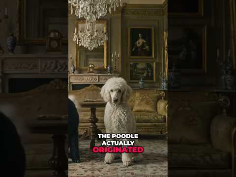 Why Poodles Are the Most Interesting Dog Breed