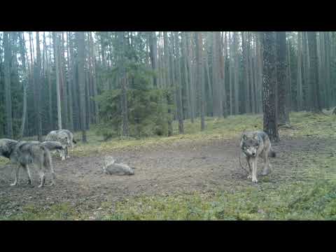 Latvia – Latvija – The Wolf Intelligencer