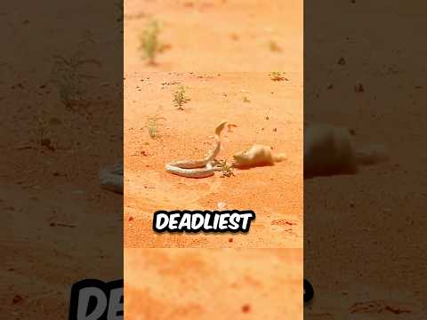 Snakeβs Worst Enemies in the Wild! #facts #animals #wildlife