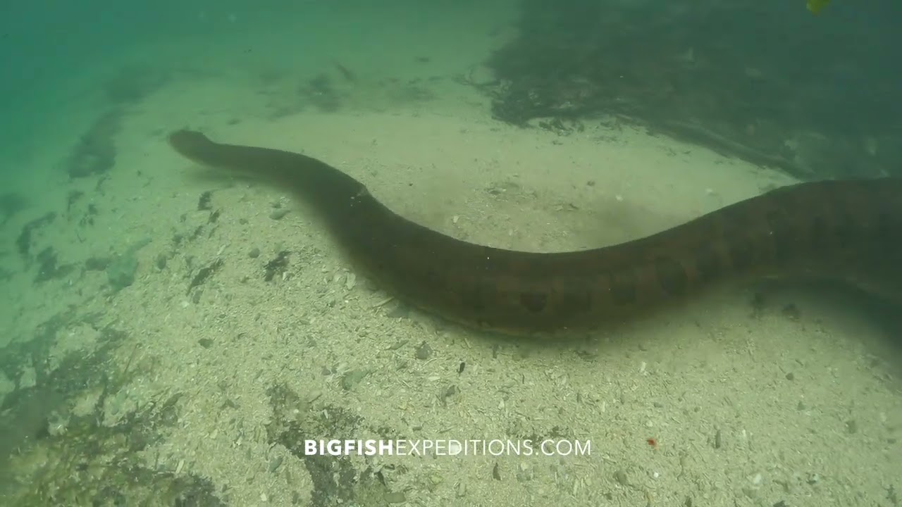 Diving with Giant Anacondas in Brazil.