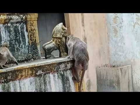 Endangered Monkeys List - Old World Species - Current Results......!
