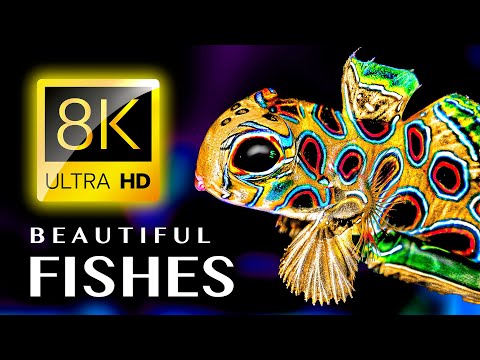 MOST BEAUTIFUL FISHES IN THE WORLD 8K ULTRA HD