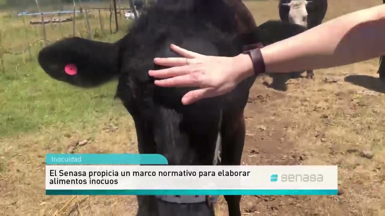 Senasa en el control de alimentos de la agricultura familiar