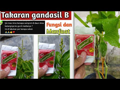 Takaran gandasil B !! pupuk untuk tanaman πΉπ₯π// Untuk 2 liter air