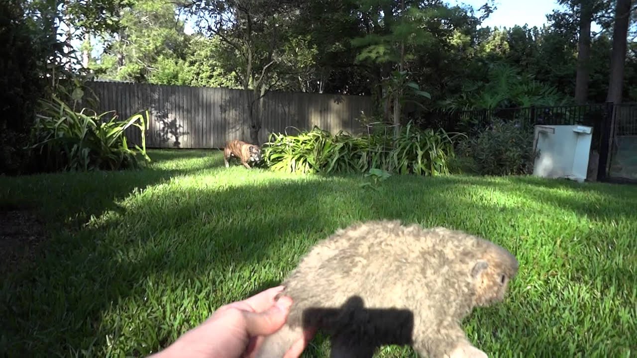 Pitbull vs Opossum (POV)