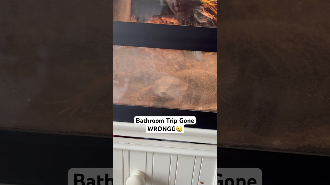 What a time🙂 #cutepets #reptiles #beardeddragon #livszoo #lizard #pets