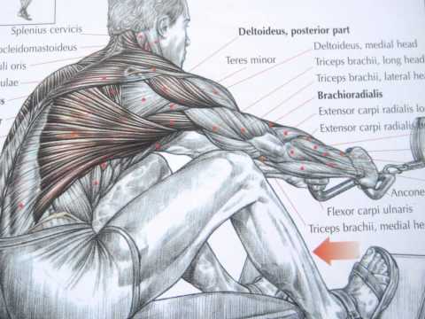 the most complete demonstration of the anatomy of a bodybuilder is ...