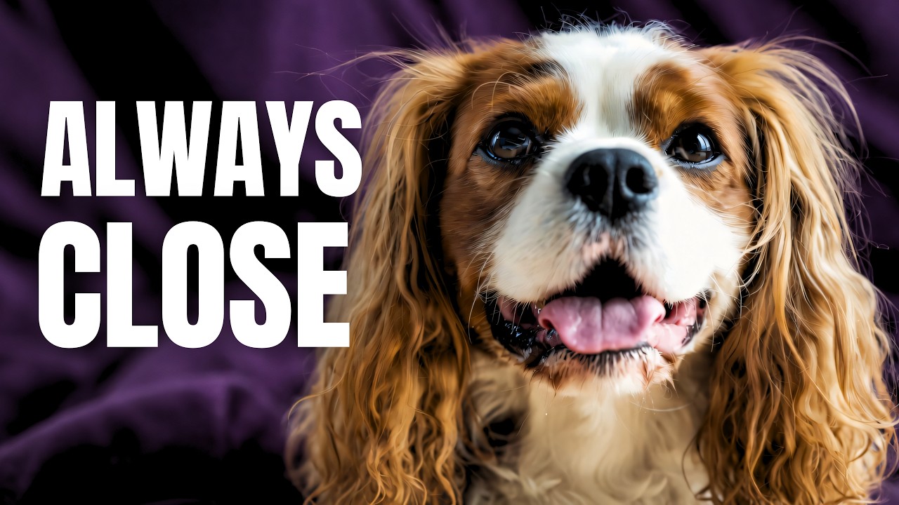 What Makes the Cavalier King Charles Spaniel So Special