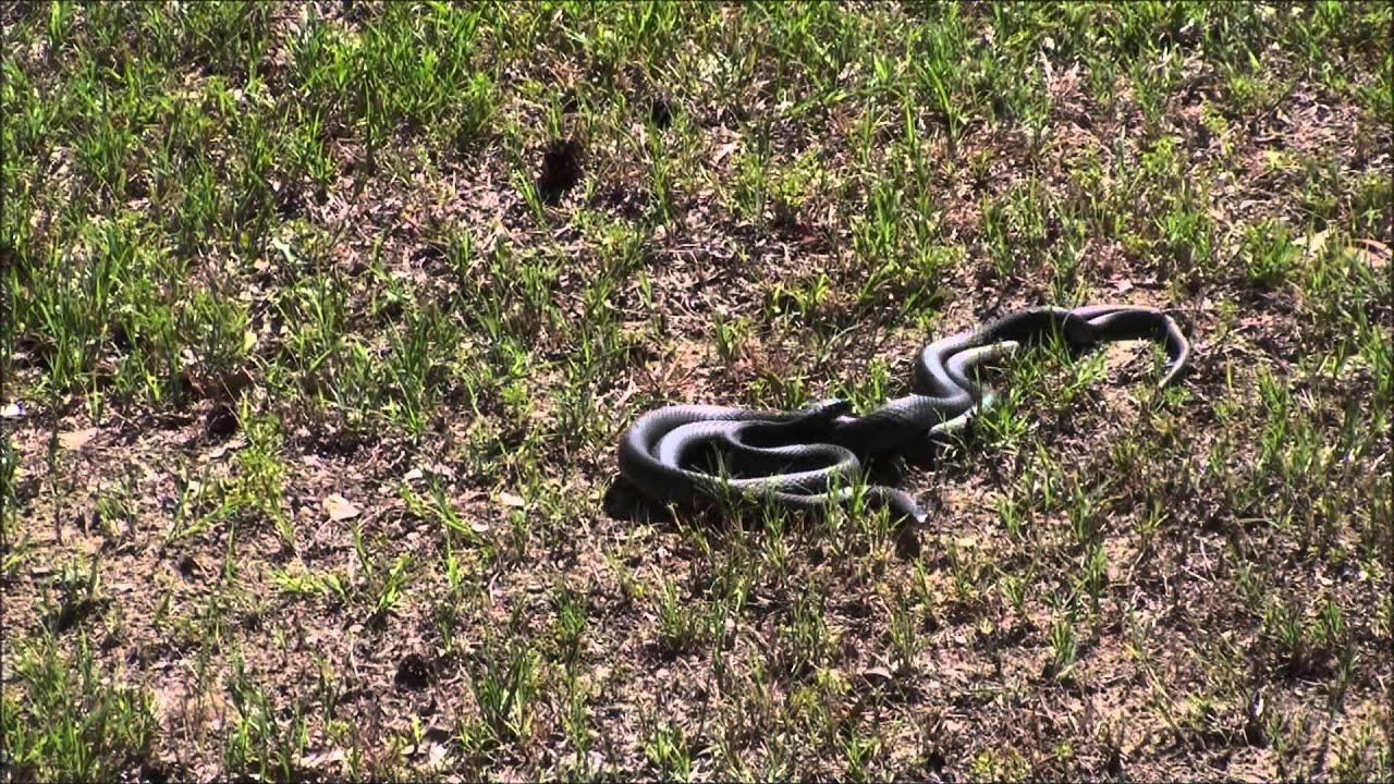 Black Snakes Mating In The Backyard