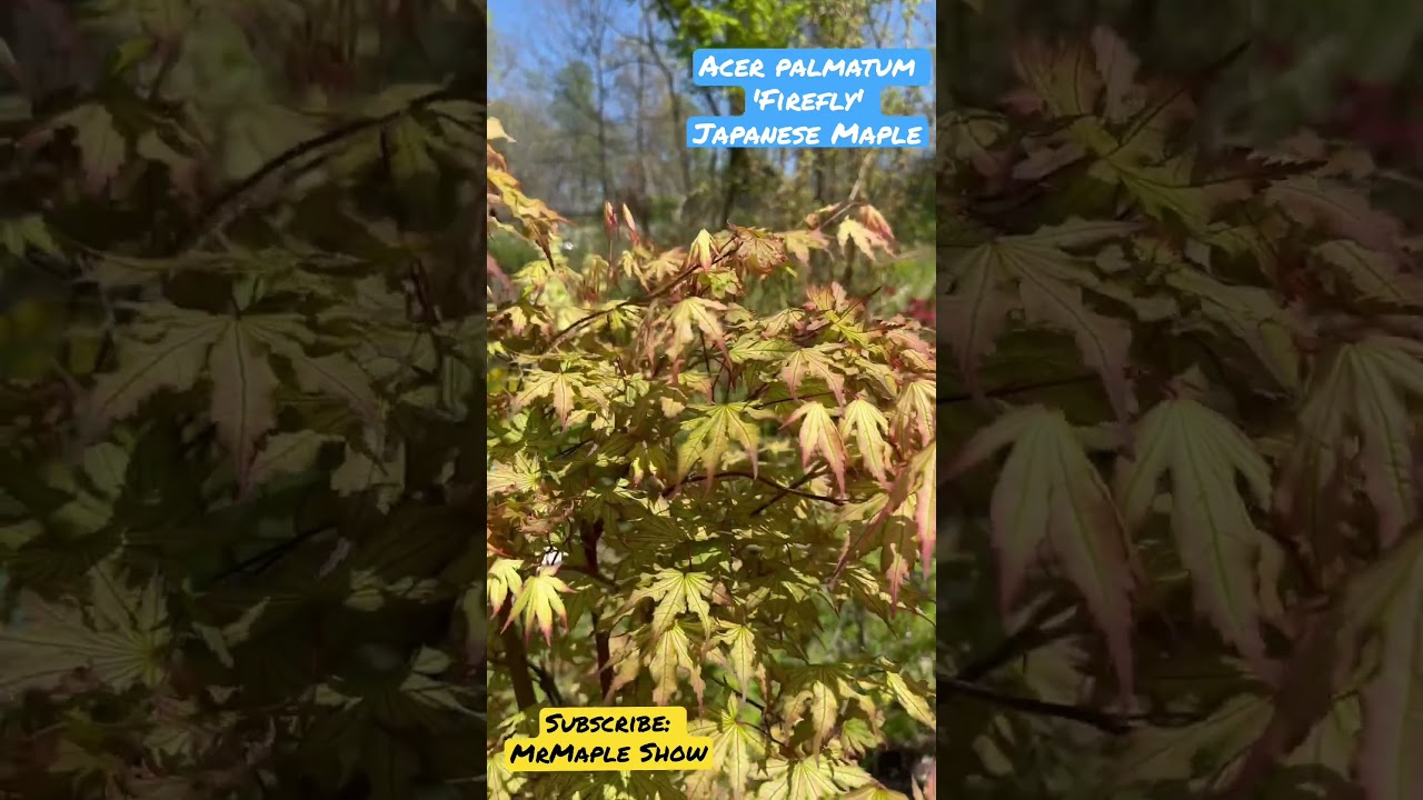 Acer palmatum 'Firefly' Japanese Maple intro by @MrMapleShow subscribe! #japanesemaple #gardens