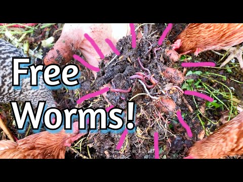Free Chicken Food - Red Wigglers like crazy!