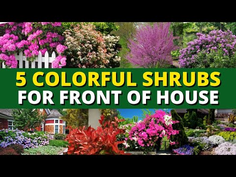 Top 5 Colorful Shrubs for Front of House π‘ - Garden Trends