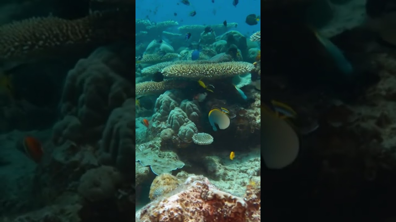 #coralreef #underwater #ocean #animation #dolphin