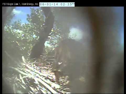 FSV June 1 ps right on the cam