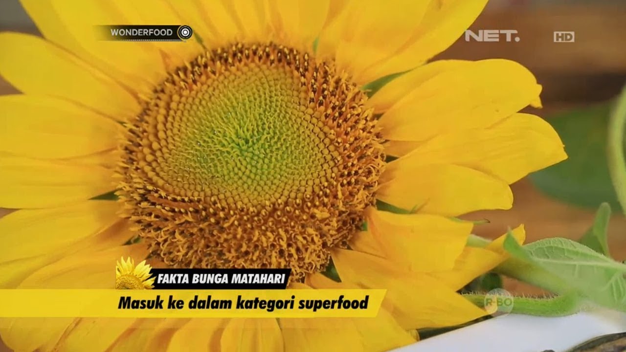 Beragam Fakta Menarik Bunga Matahari