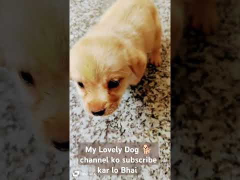 My Lovely Dog π channel ko subscribe kar lo Bhai