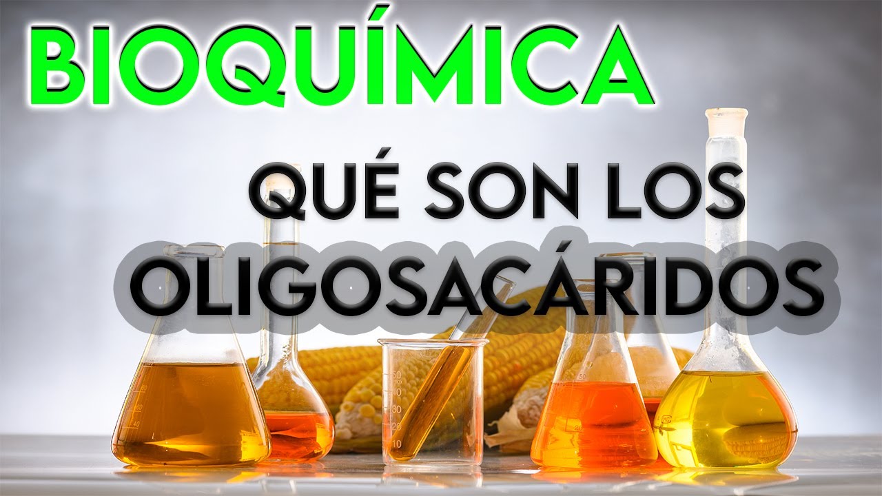 24- ¿QUE SON LOS OLIGOSACÁRIDOS? || BIOQUÍMICA