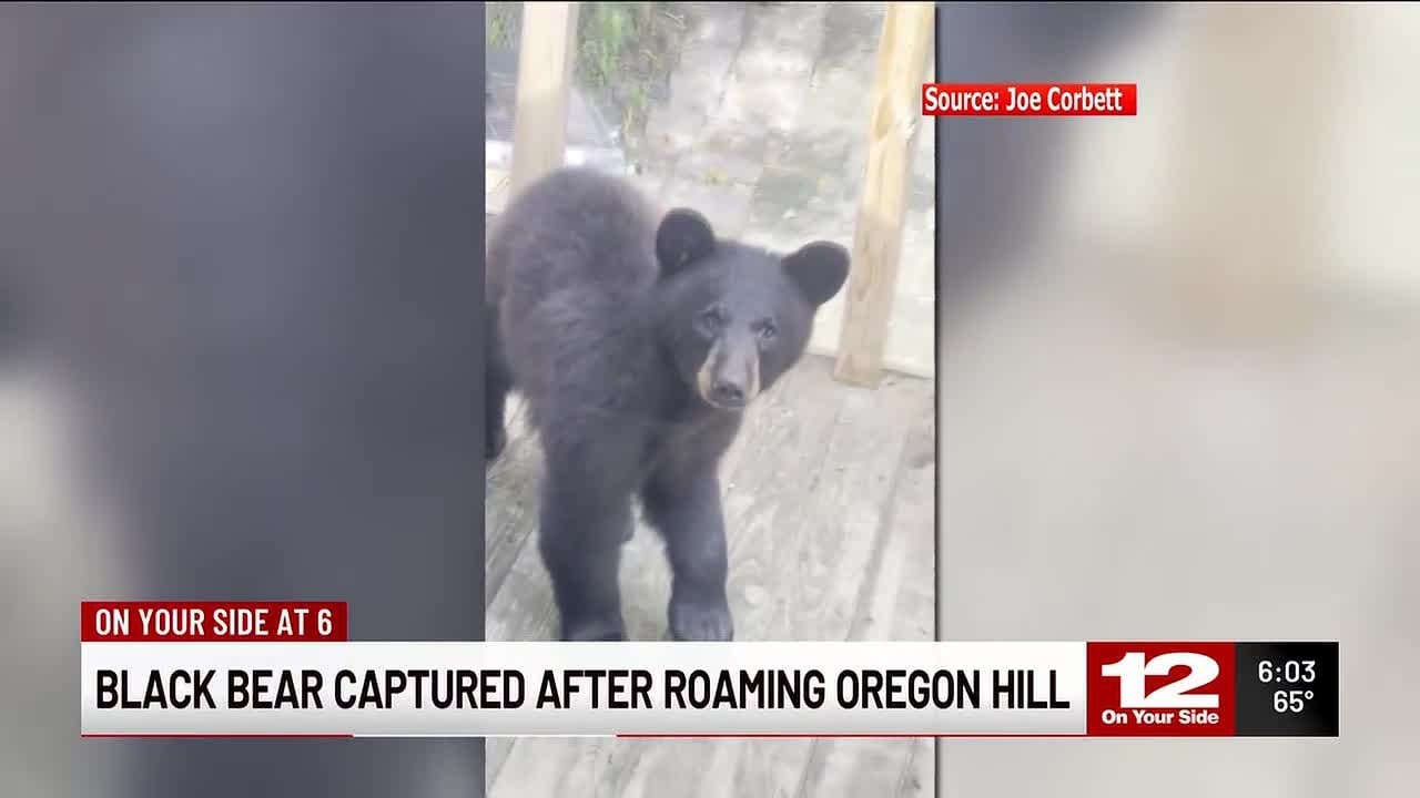 Bear spotted in Oregon Hill