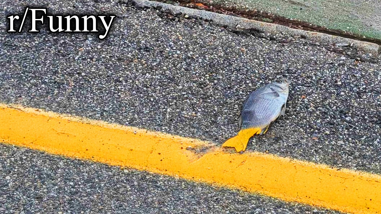 r/Funny | fishy.....
