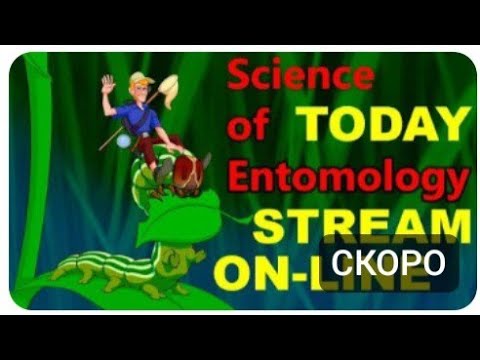 SUMMER TALK ABOUT BEETLES, WASPS & PARASITOIDS. ЛЕТО. СЕЗОН ЖУКОВ, ПЧЕЛ, БАБОЧЕК, НАЕЗДНИКОВ.