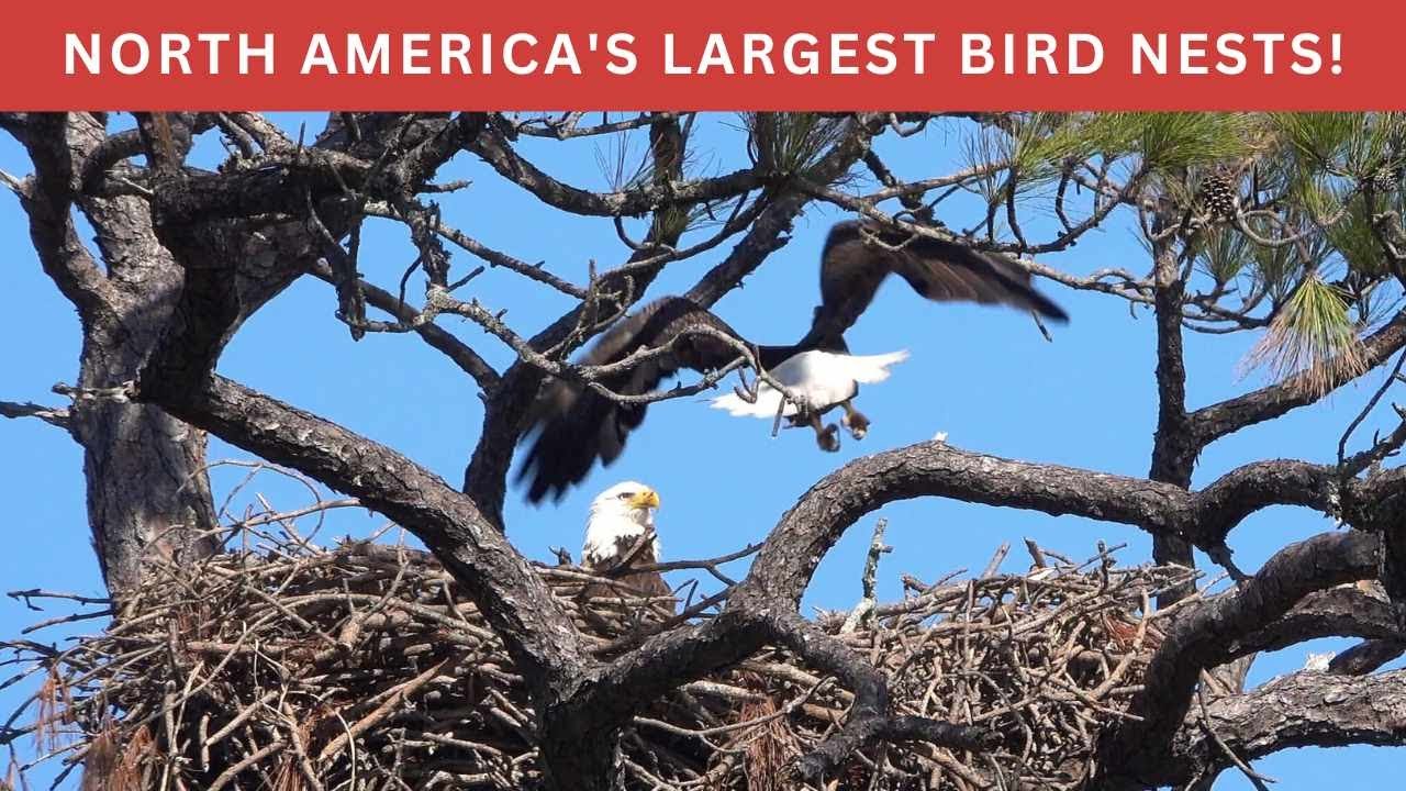 Record Bald Eagle nest weighed over 3 tons! Learn how and why a pair of eagles build these nests!