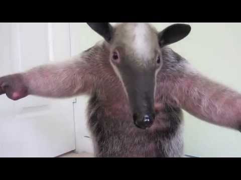 Intimidating anteater frightens baby kangaroo | Boing Boing