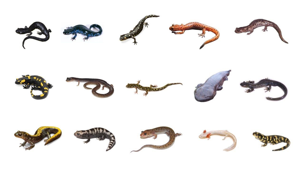 Types Of Salamanders | Learn Salamanders Amphibians In English Language