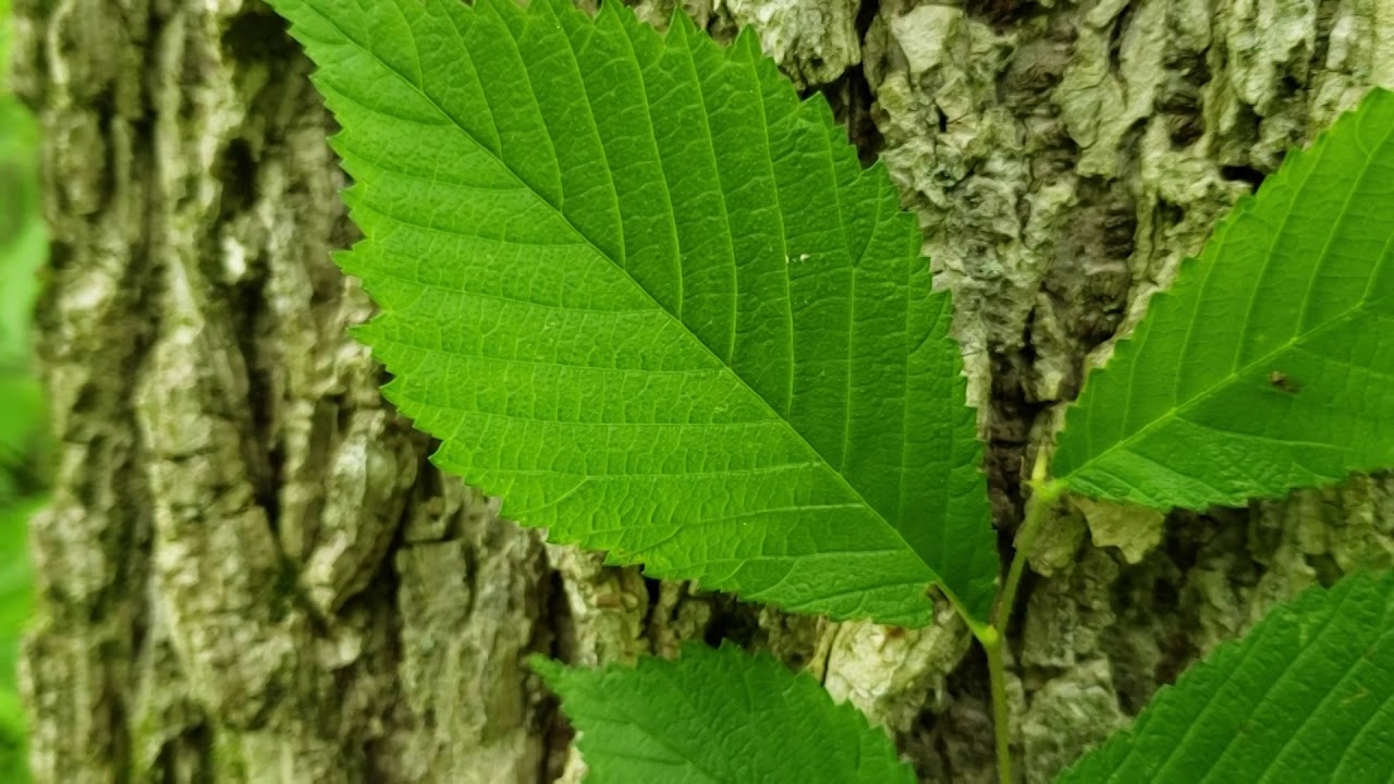 ID That Tree: American Elm