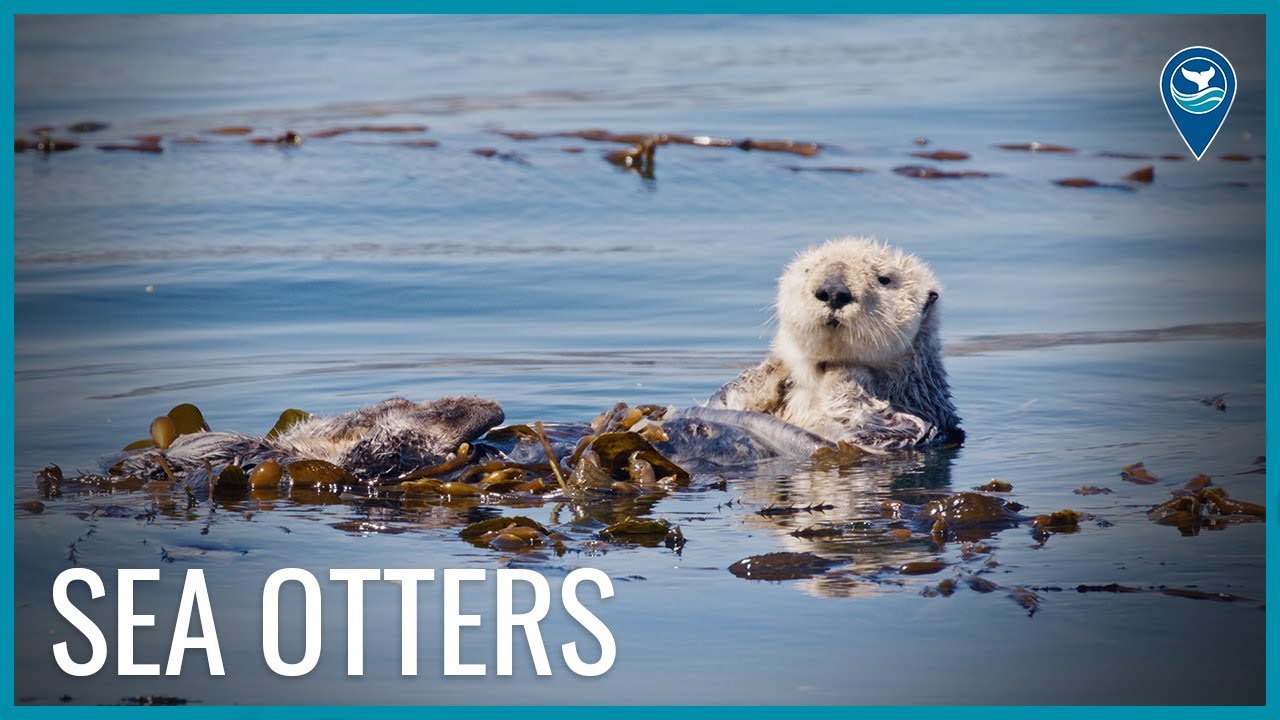 Meet the Southern Sea Otter