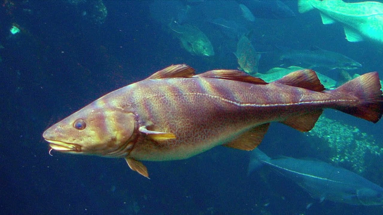 Facts: The Atlantic Cod