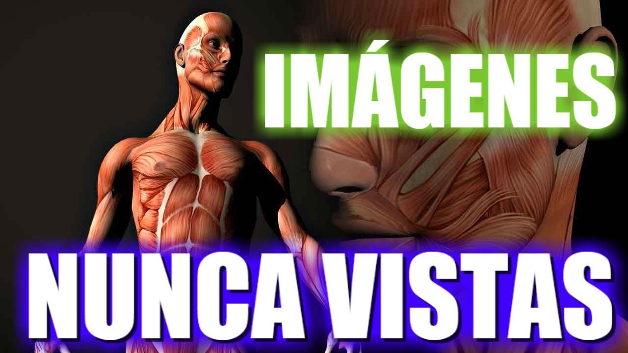 6 Imágenes del Cuerpo Humano COMO NUNCA ANTES LAS HABÍAS VISTO - TE SORPRENDERÁS