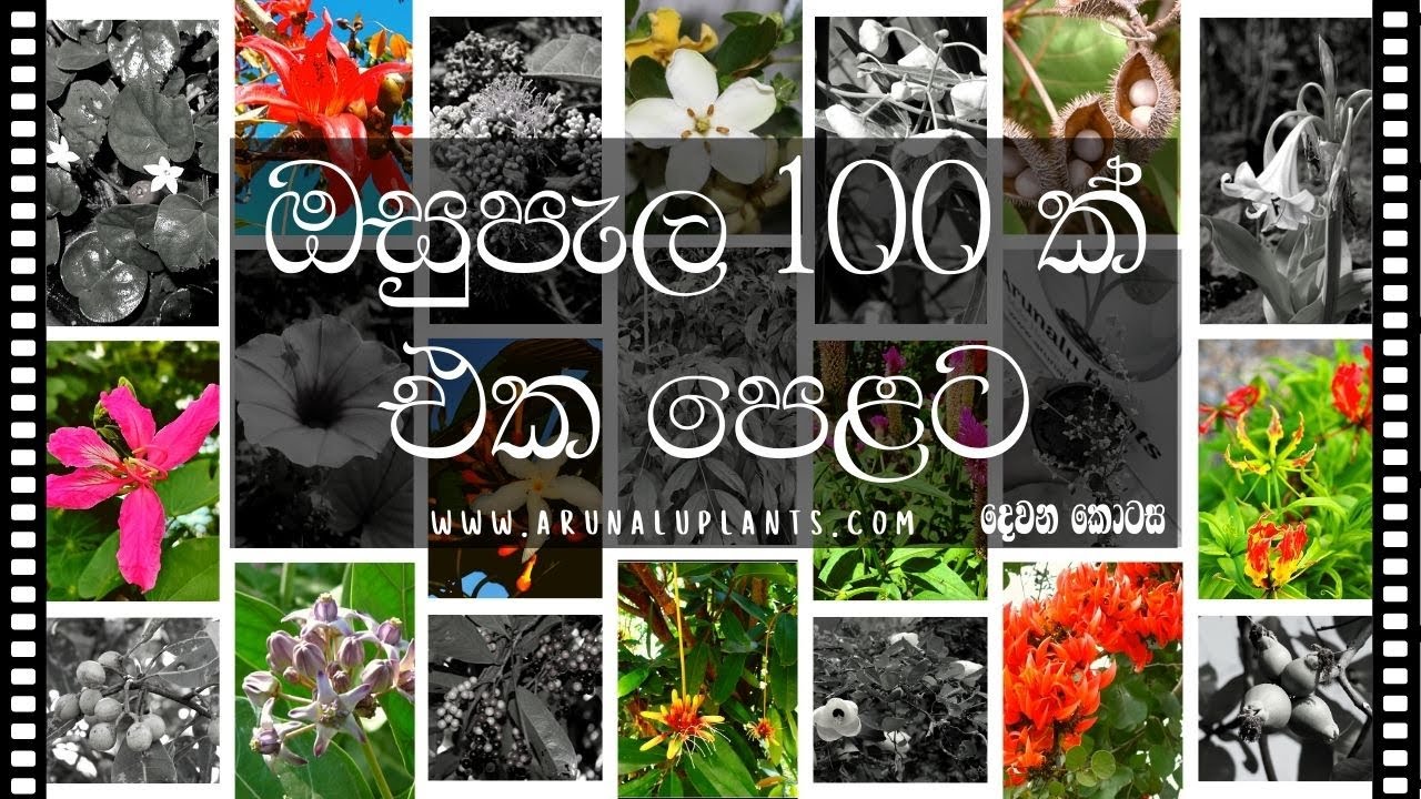 Ela Nitul | Ela Nitol | Plumbago zeylanica | Arunalu Plants