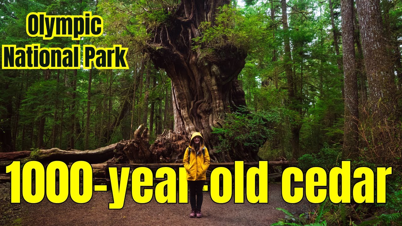 The Biggest Cedar Tree! One of Olympic National Park’s hidden gems 💎