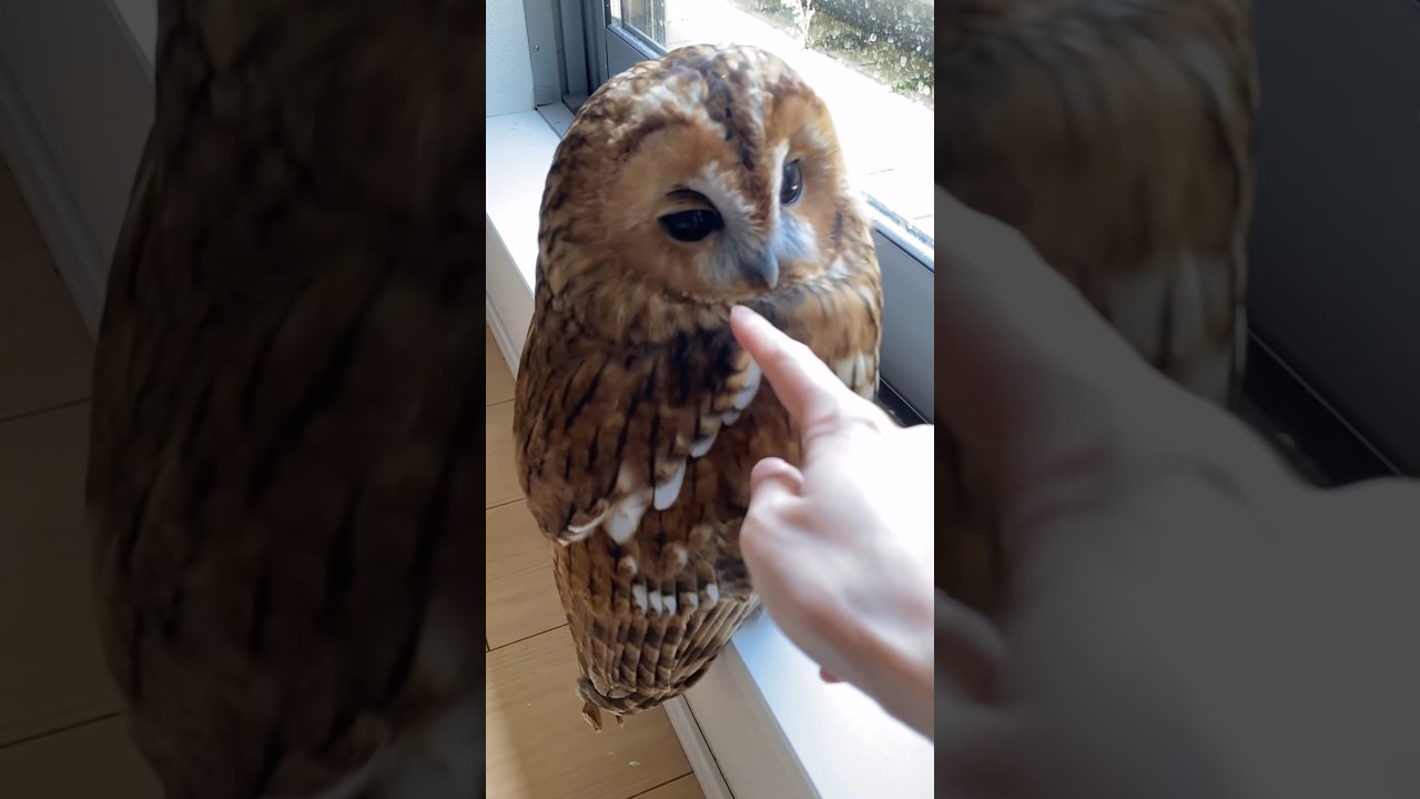 Oh My God😰Wait for and😳How an Owl Bites🤣Shorts #cute #animals #viral #viralvideo