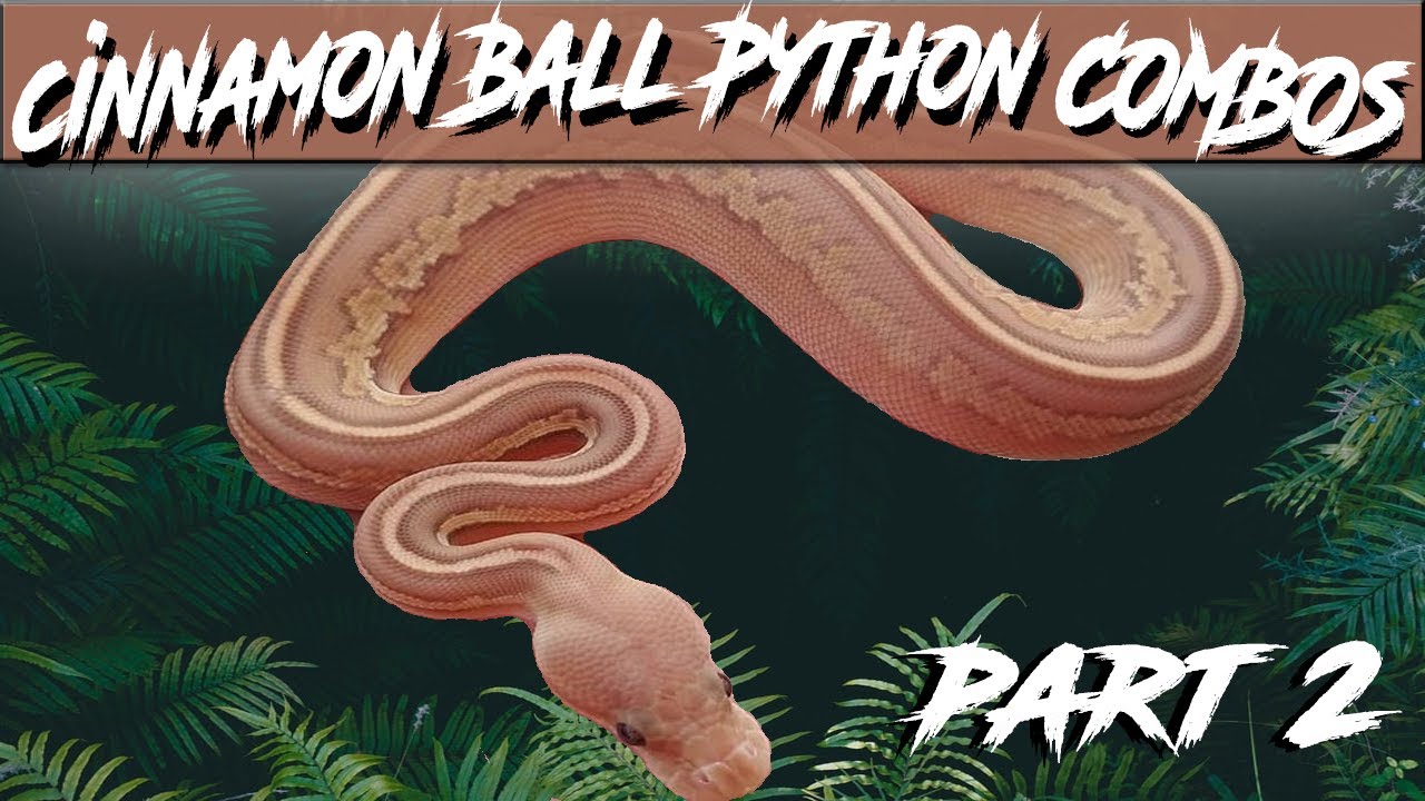 Cinnamon Ball Python Morph Combos Part 2 | Jack's Reptiles