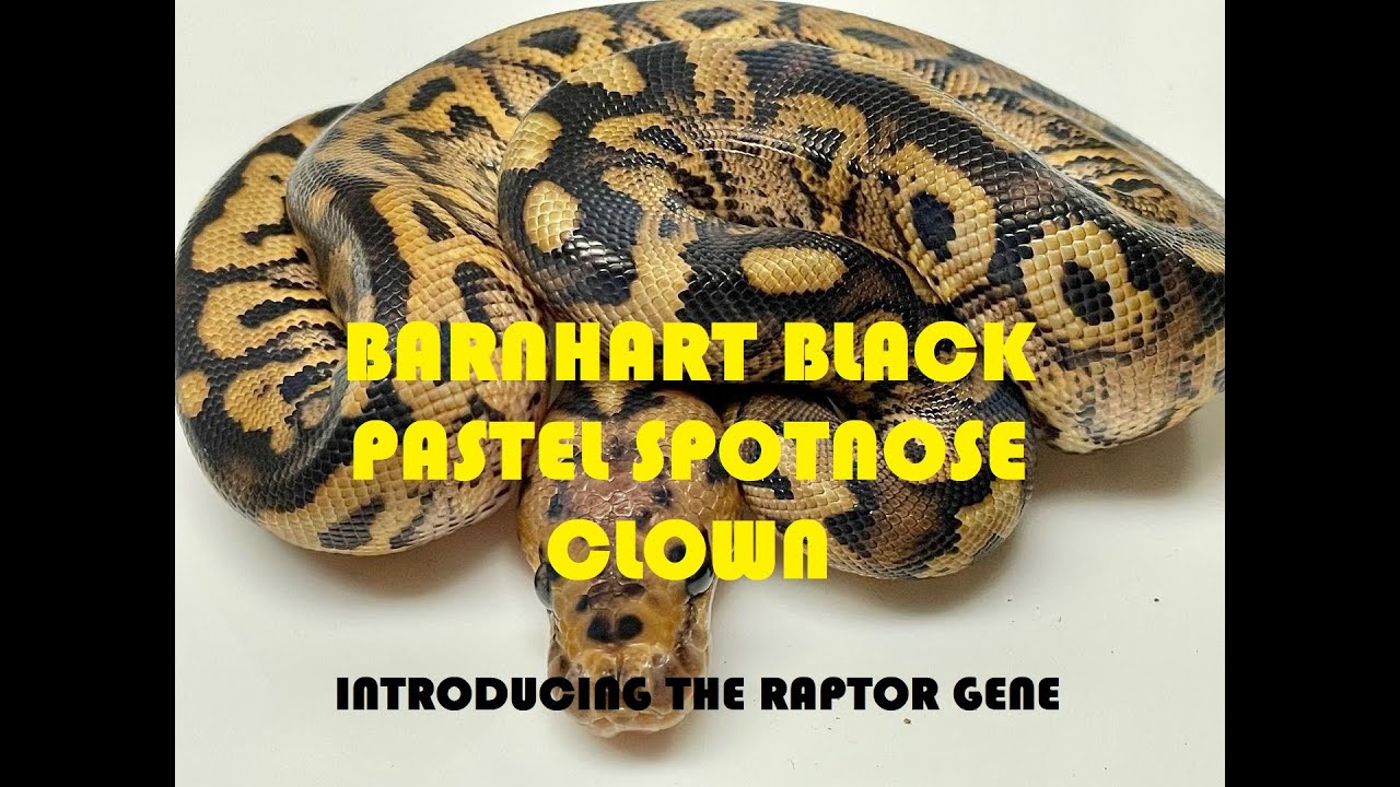 Black Pastel Spotnose Clown at Last!!!