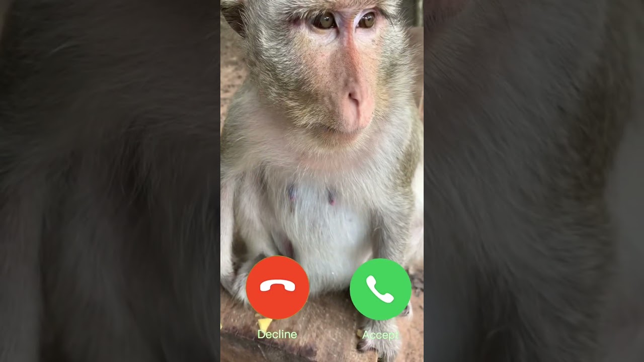 Monkey calling #youtube #animals #monkey