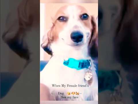 πSmile Face Dog π πΆ#dog #dogsmiles #dogs