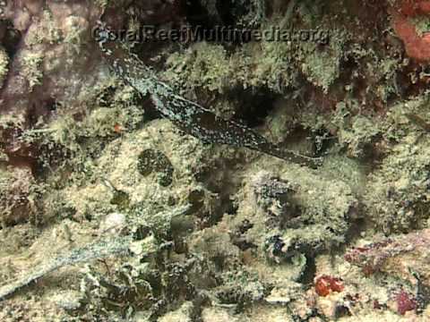 Motion Mimicry