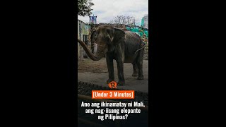 [Under 3 Minutes] Ano ang ikinamatay ni Mali, ang nag-iisang elepante ...