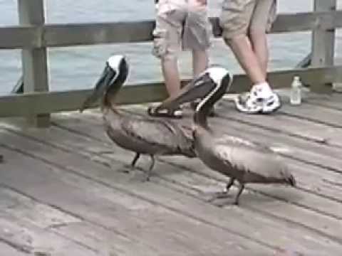 Kure Beach - a summer profile