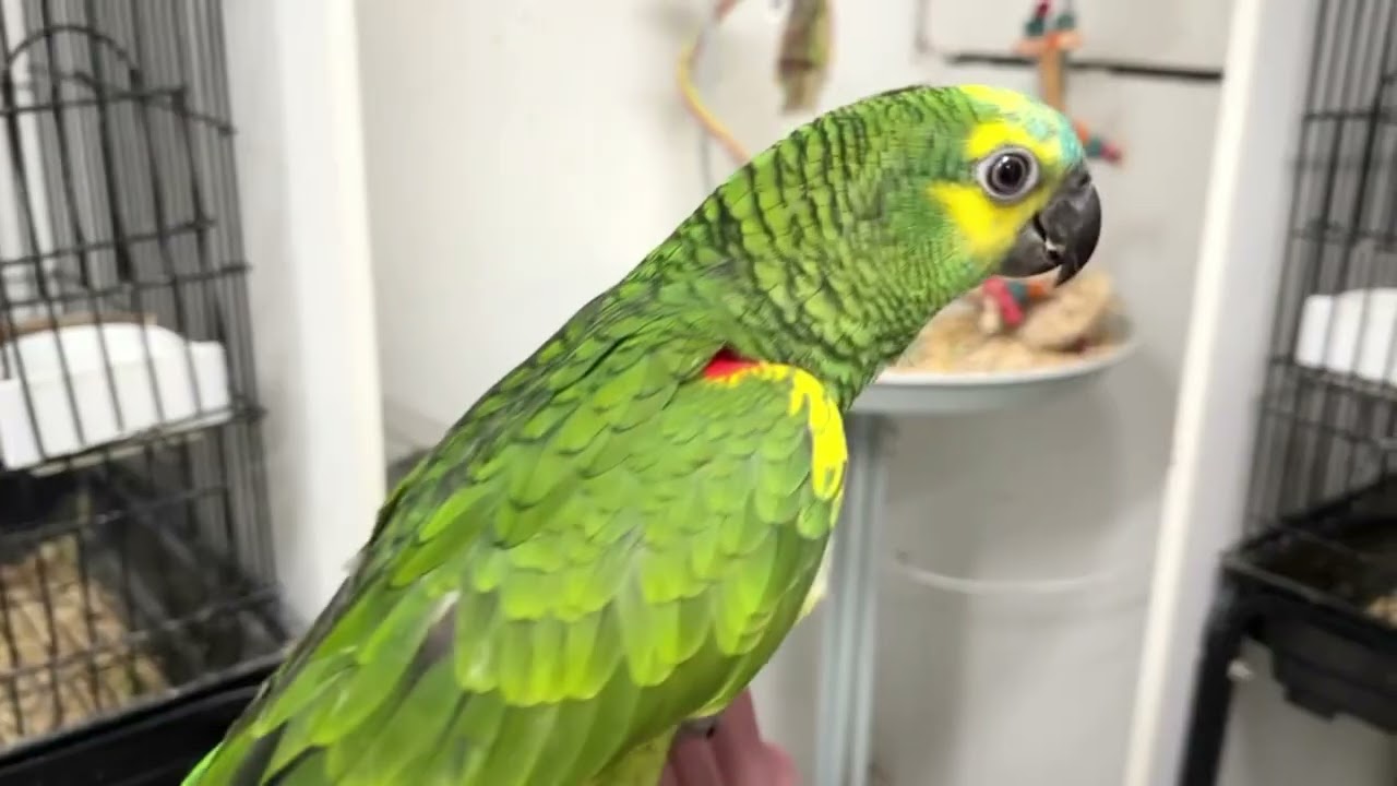 Awesome Blue Fronted Amazon Parrot | Victorian Bird Co