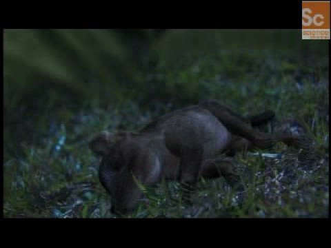 Mammals Vs. Dinos- Early Mammalian Life Span