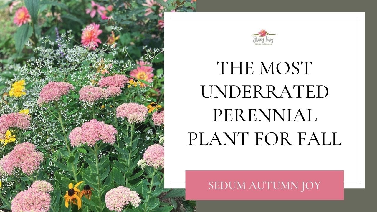 THE MOST UNDERRATED PERENNIAL PLANT 🌸 // Sedum Autumn Joy 🌸// Bricks ’n Blooms