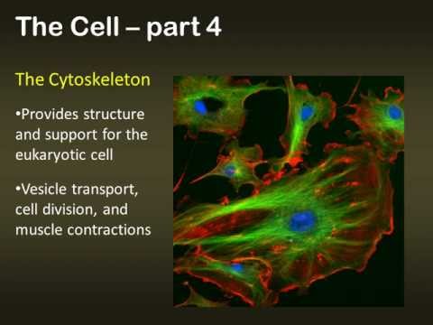 110: #19_The_Cell_part_4.wmv