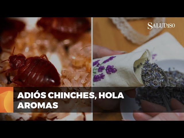 ¿Qué insectos salen con la lluvia y cómo los puedes evitar? | Salud180