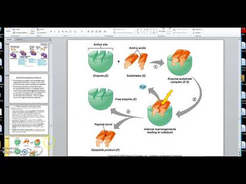 Cofactors and Coenzymes