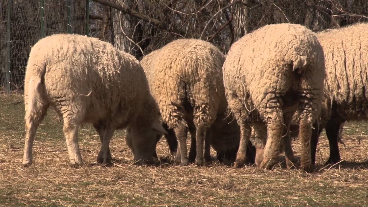 The Barnyard Sanctuary Documentary