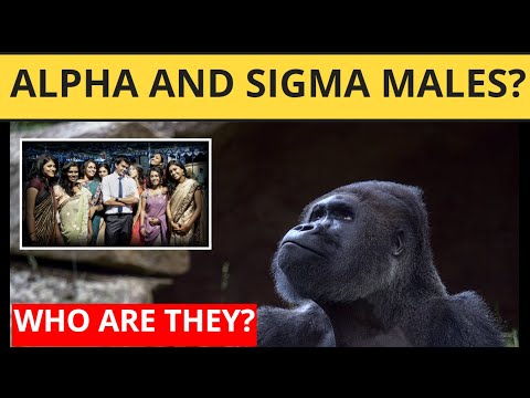 Alpha, Beta, Sigma Males and Females: What do these Labels really Mean?